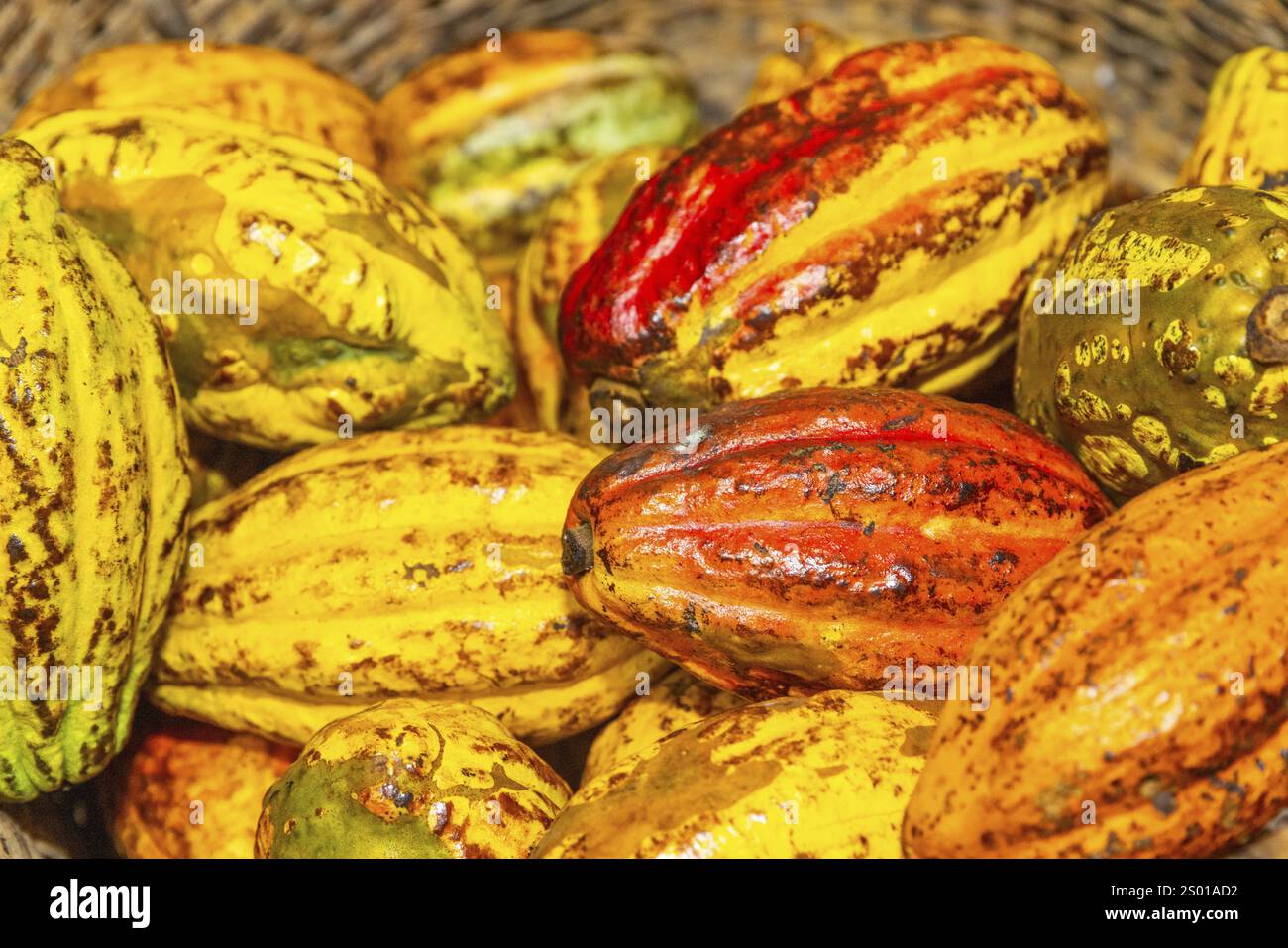 Harvested cocoa fruits in a basket, cocoa (Theobroma cacao), Costa Rica ...