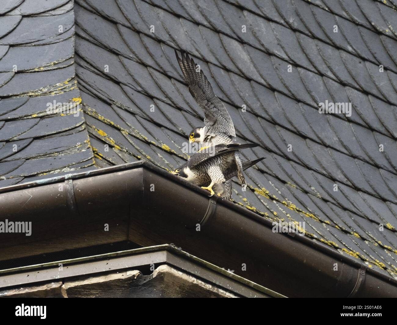 Peregrine Falcons (Falco peregrinus), adult pair copulateing on a ...