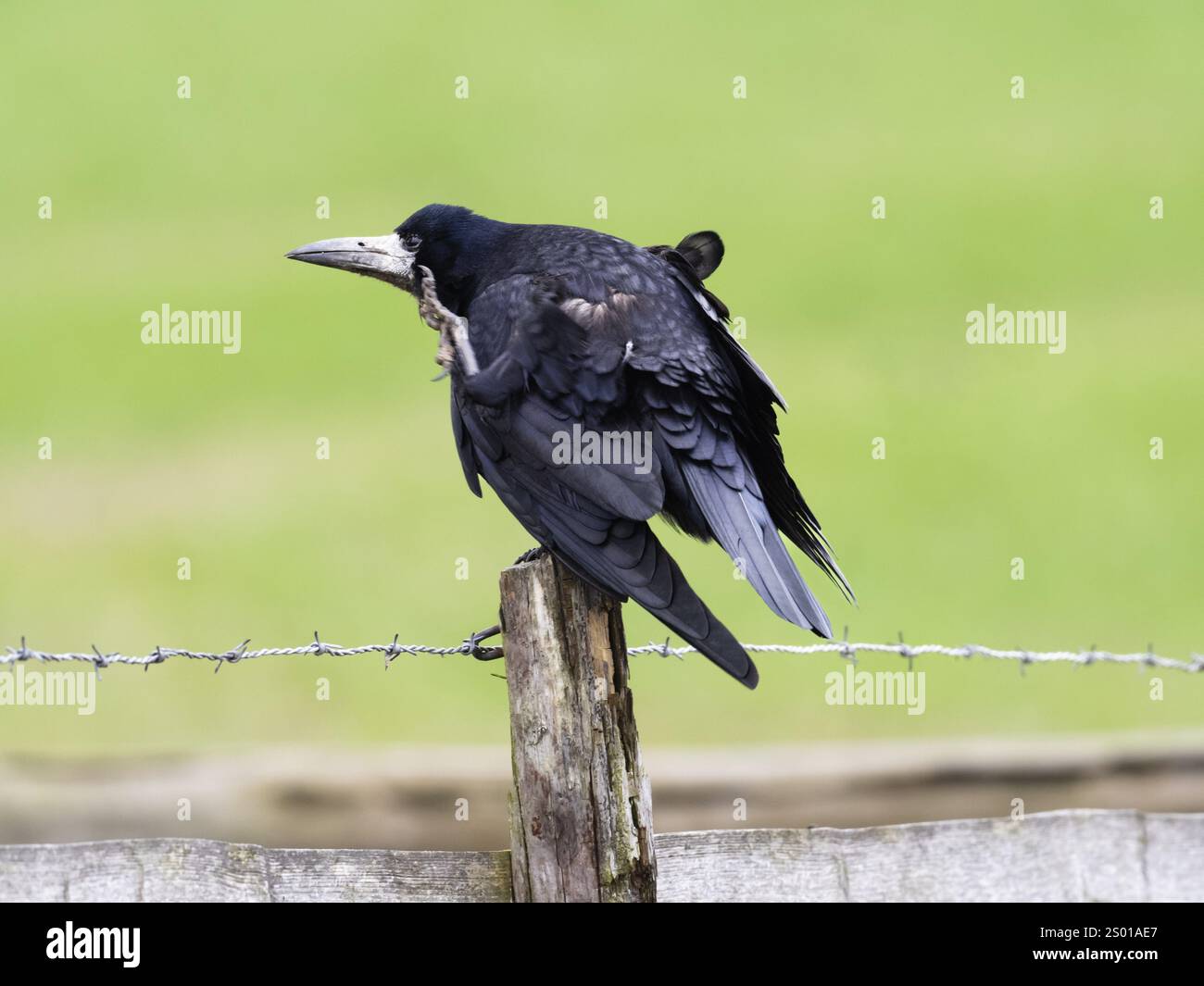 Rook (Corvus frugilegus), adult bird, scratching its head with its foot ...