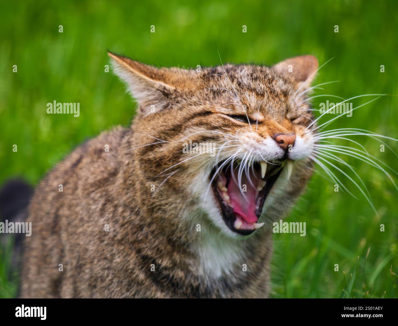 Female Scottish Wildcat Yawning Showing Teeth Stock Photo - Alamy