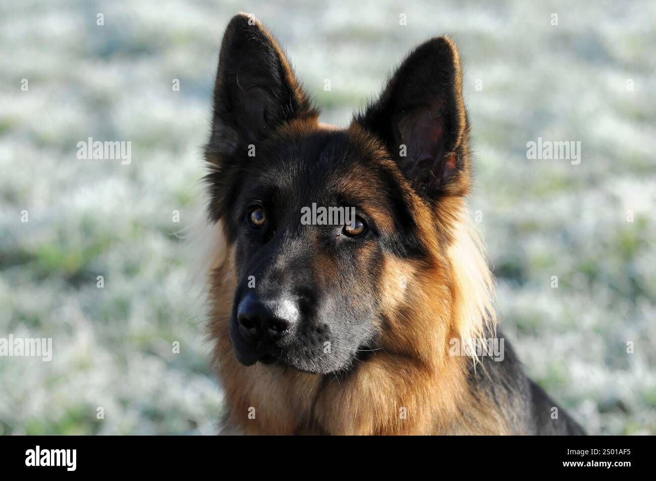 Shepherd dog, portrait, Spraitbach, Baden-Wuerttemberg, Germany, Europe ...