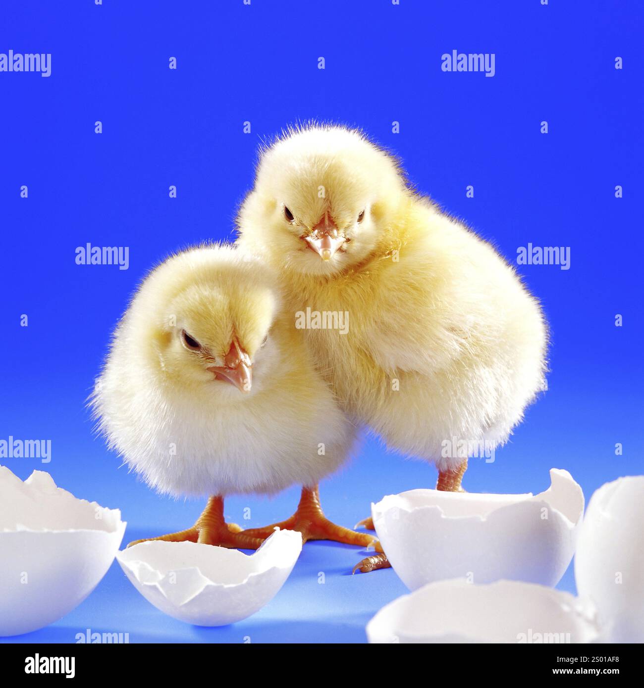 Two freshly hatched chickens, chicks, symbol photo, Easter, birth ...