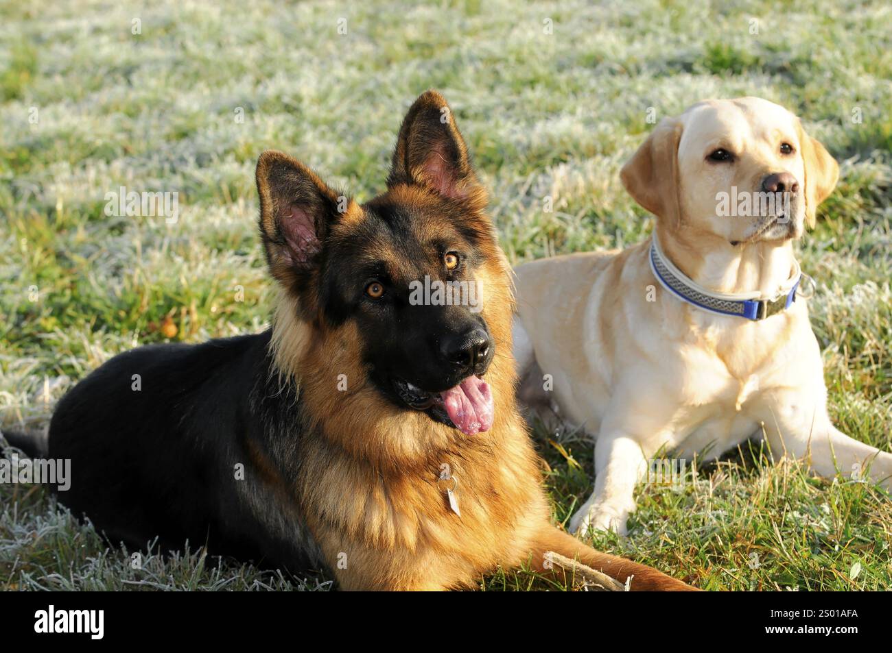 German Shepherd Dog, 12 months, and Yellow Labrador Retriever, Shepherd ...