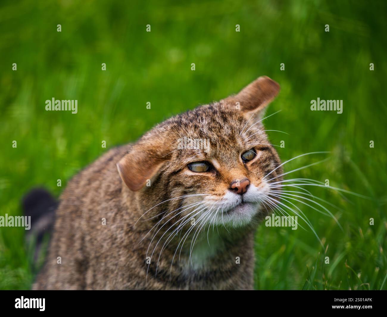 Female Scottish Wildcat Shaking Her Head Stock Photo - Alamy