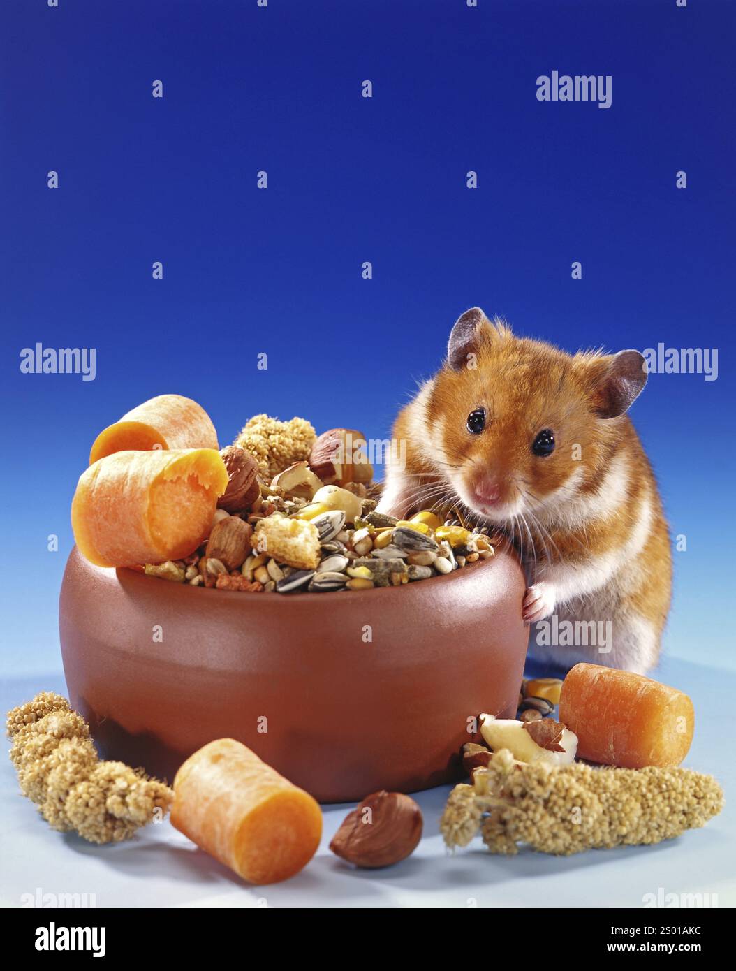 A golden hamster eats typical food for rodents, animals, rodents grains ...