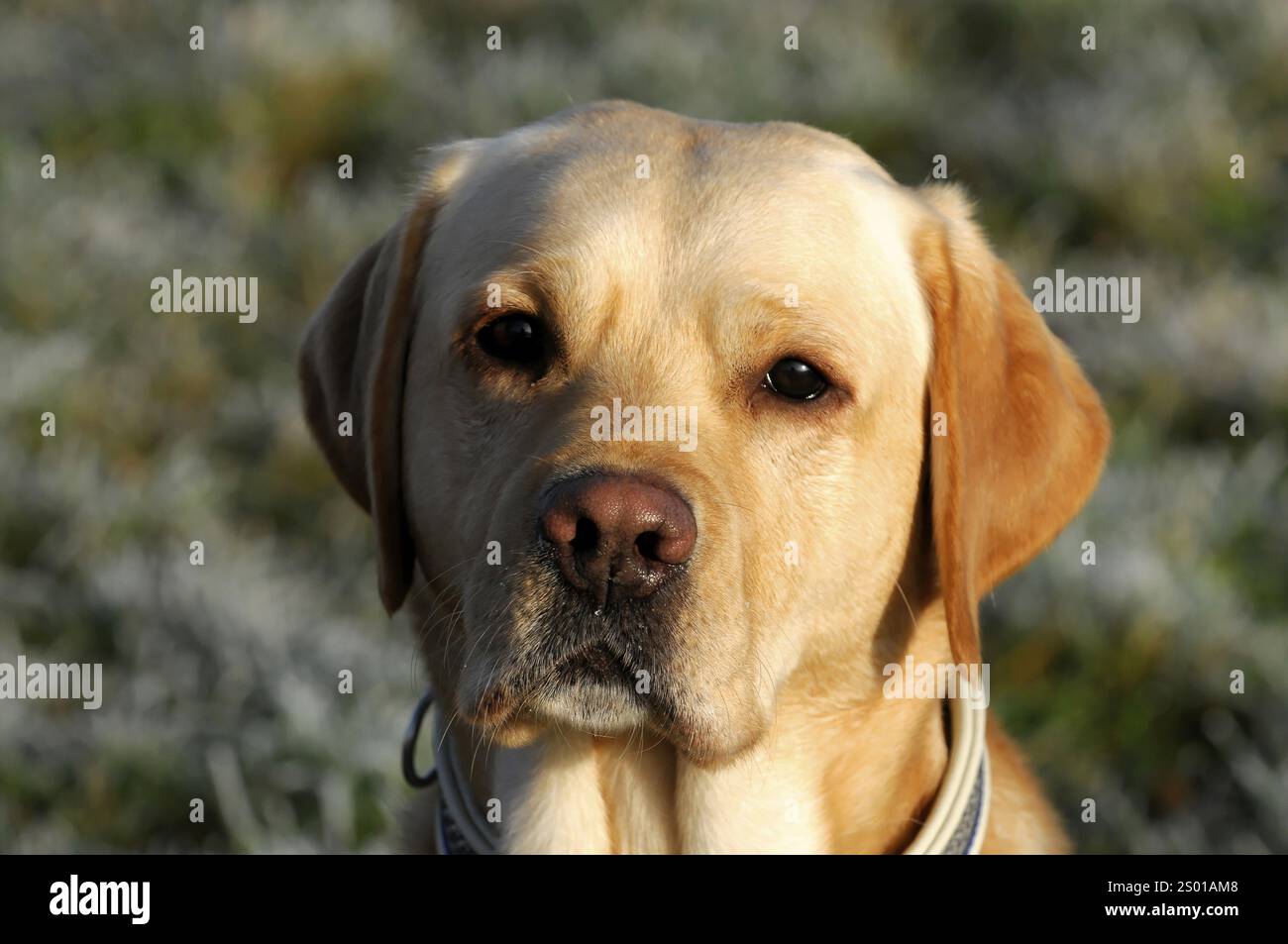 Yellow Labrador Retriever, Labrador Retriever in close-up with curious ...