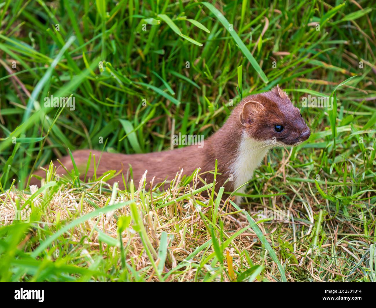 Close-up of a Stoat in Grass Stock Photo - Alamy