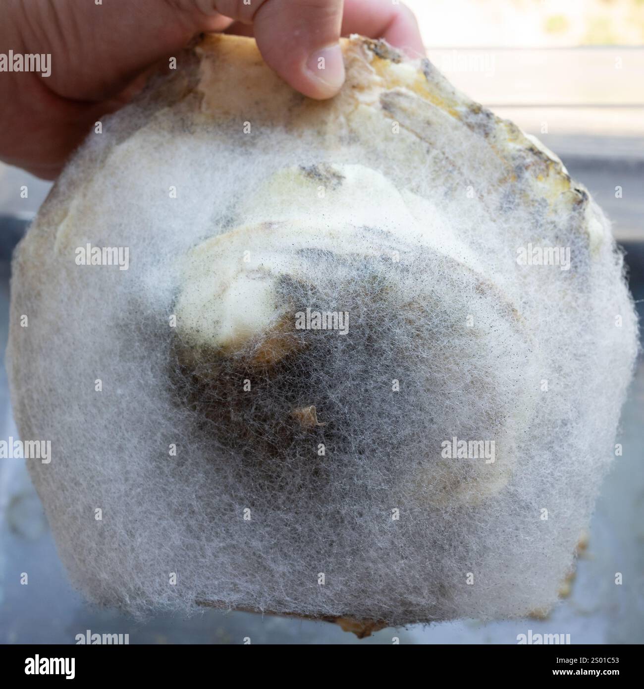 Improper storage of a head of cabbage. Mildew on cabbage. Close-up of a ...