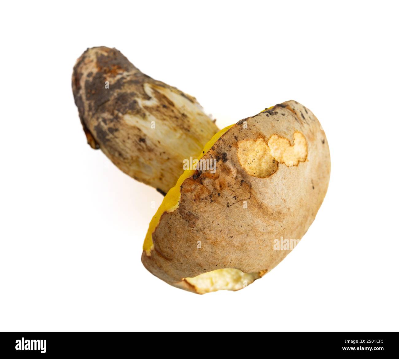 Featuring distinct coloration hi-res stock photography and images - Alamy