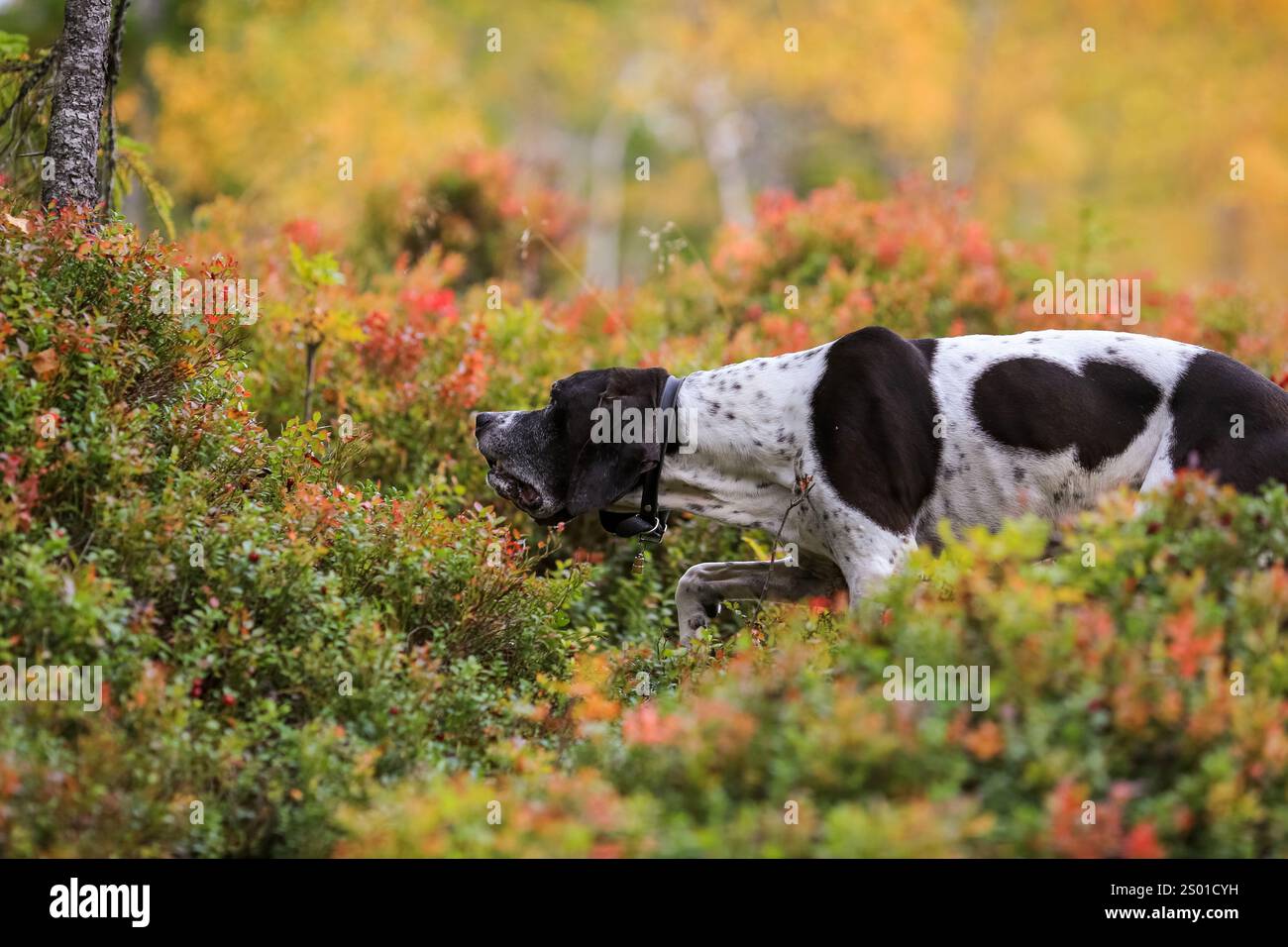 Dog english pointer hunting in the autumn forest Stock Photo - Alamy