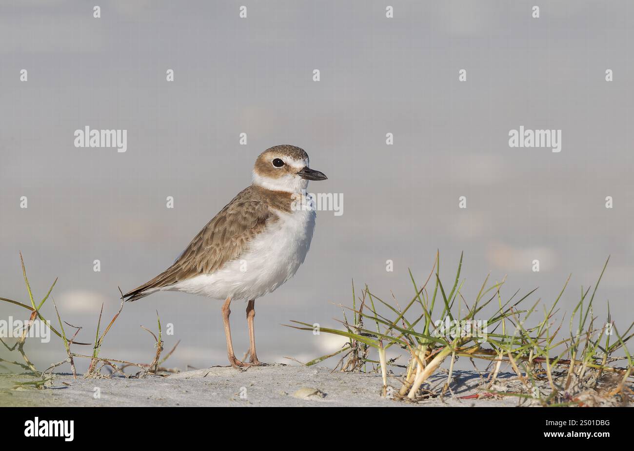 Wilson's plover, Anarhynchus wilsonia, single bird standing on sandy ...