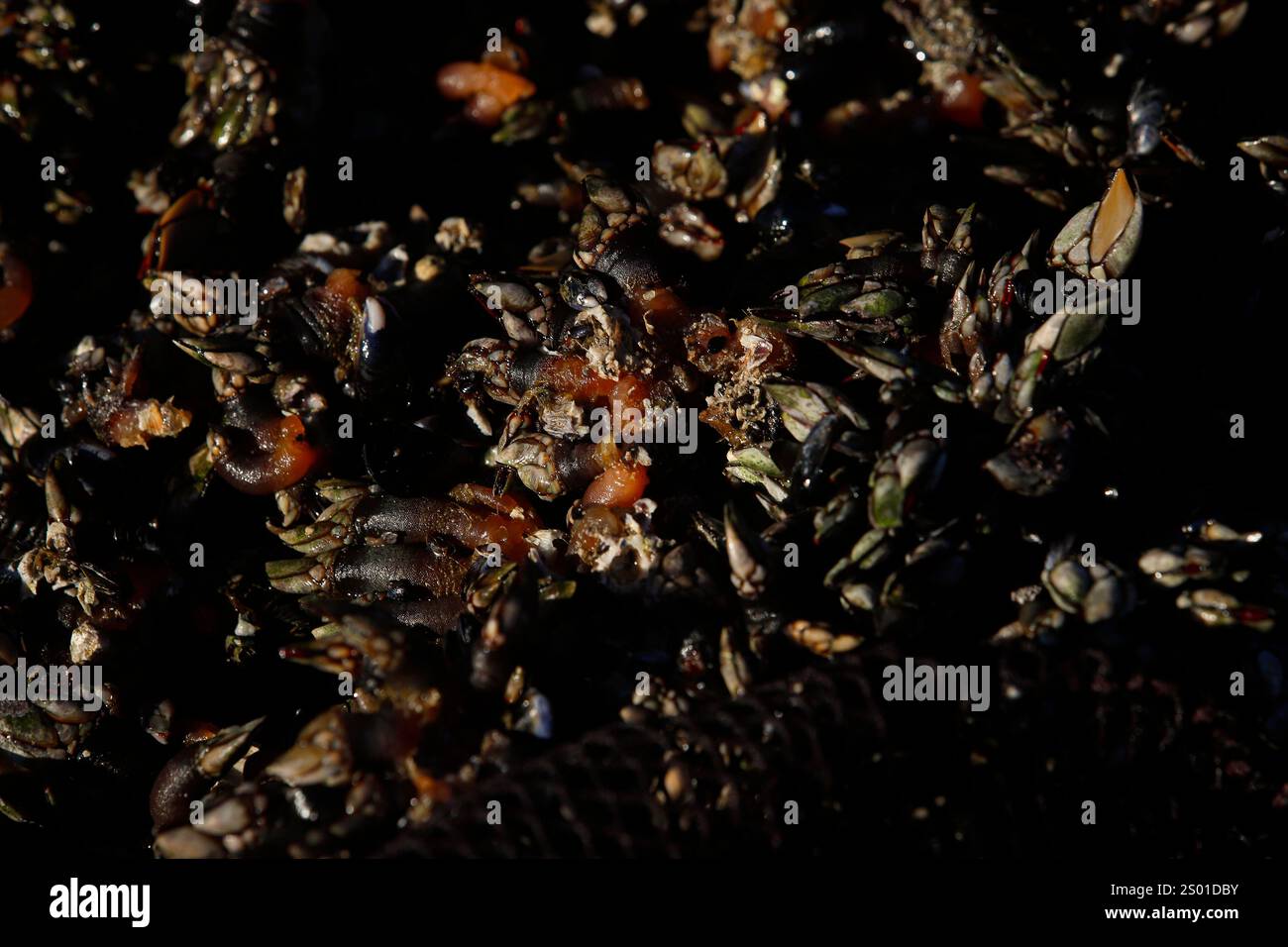 Barnacles, December 23, 2024, in Baiona, Pontevedra, Galicia (Spain). A ...