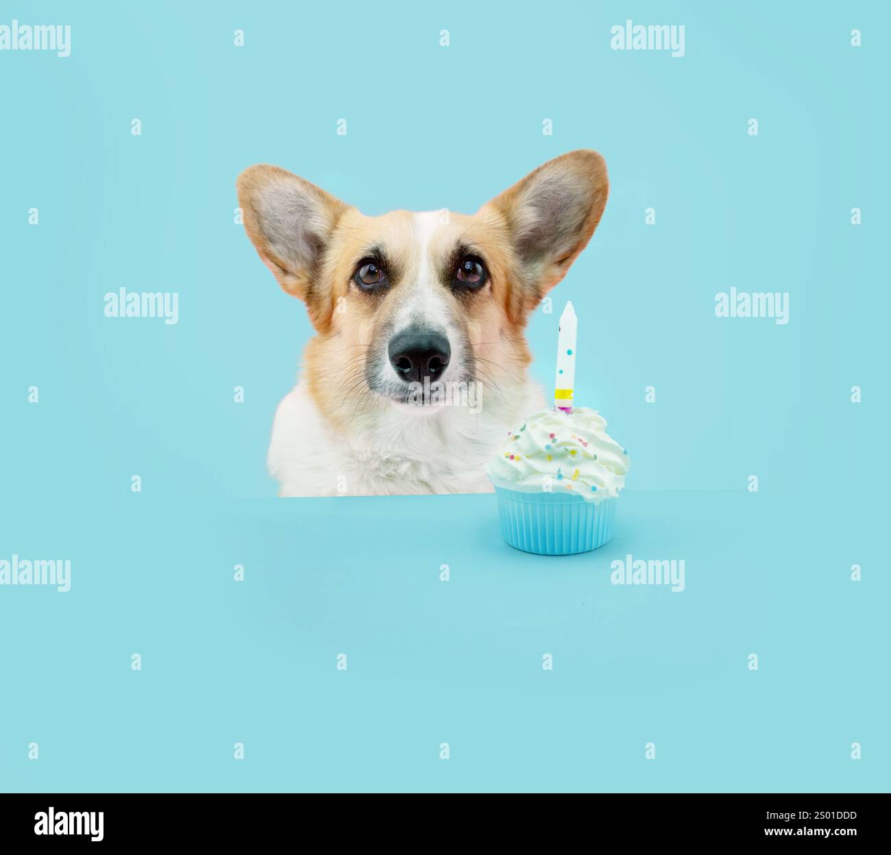 Puppy dog happy birthday. Portrait cute welsh corgi pembroke looking at ...