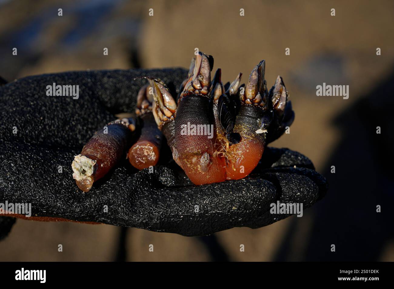 Barnacles, December 23, 2024, in Baiona, Pontevedra, Galicia (Spain). A ...