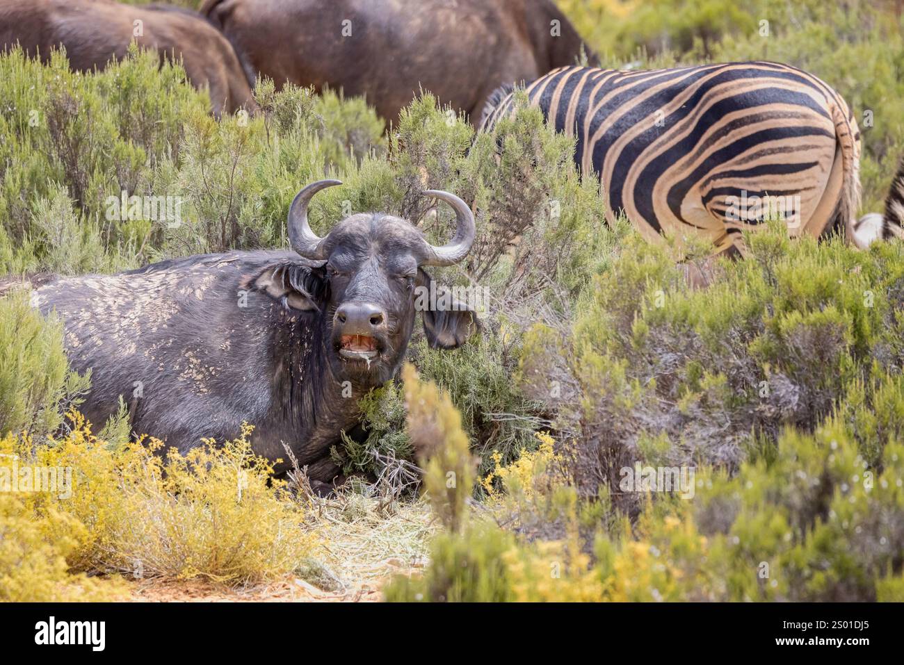 Close up of an angry wild Cape Buffalo with zebra in background in ...