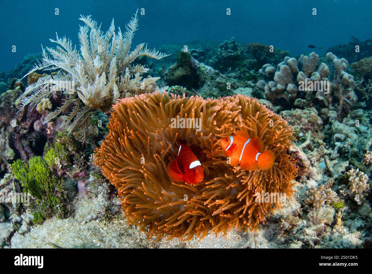 Vibrant Spinecheek anemonefish, Amphiprion biaculeatus, swim among the ...