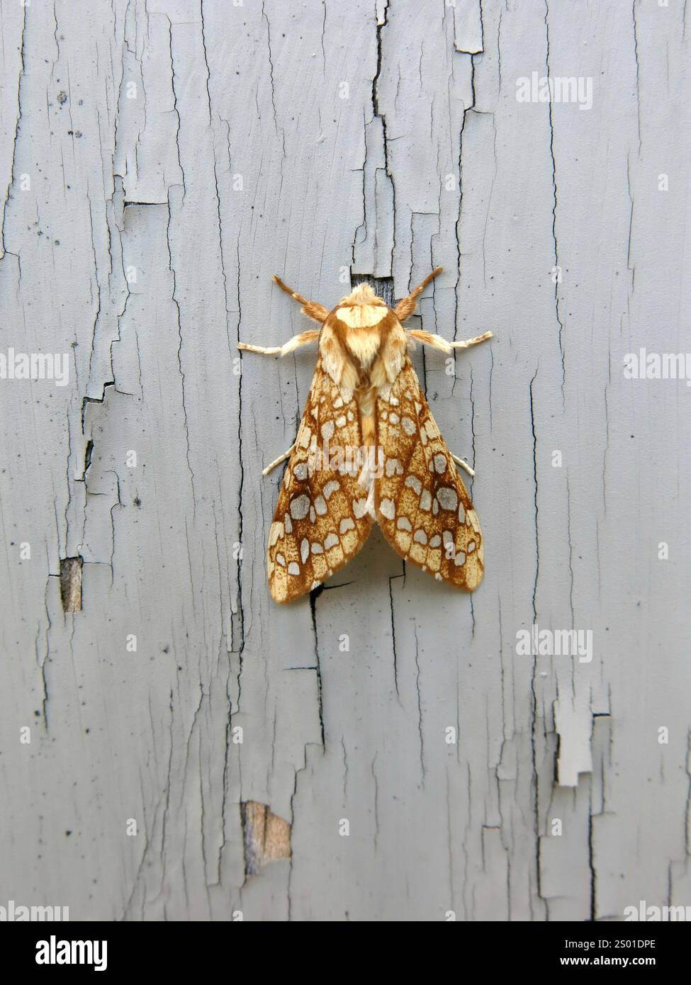 hickory tiger tussock moth insect with gray background Stock Photo - Alamy