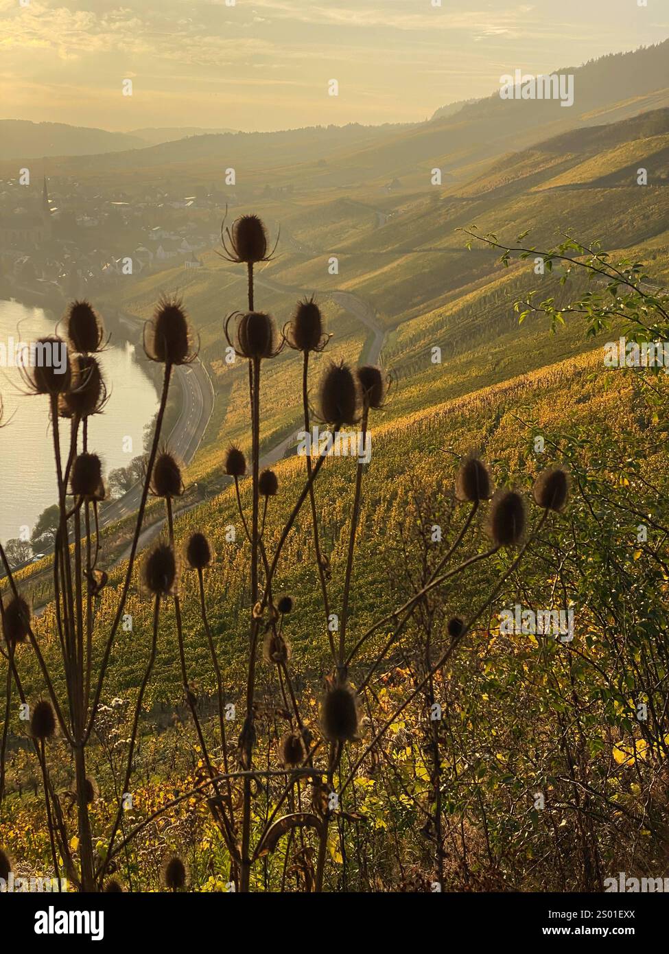 travel Germany vine growing region in the fall season Moselle landscape ...