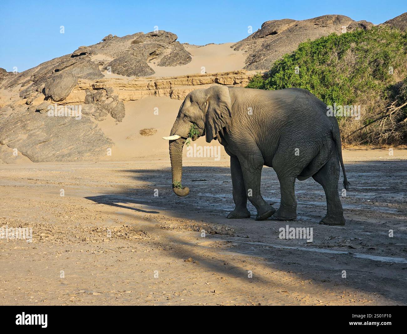 Desert-adapted elephant(s) of the Namib Desert in Namibia, Africa Stock ...