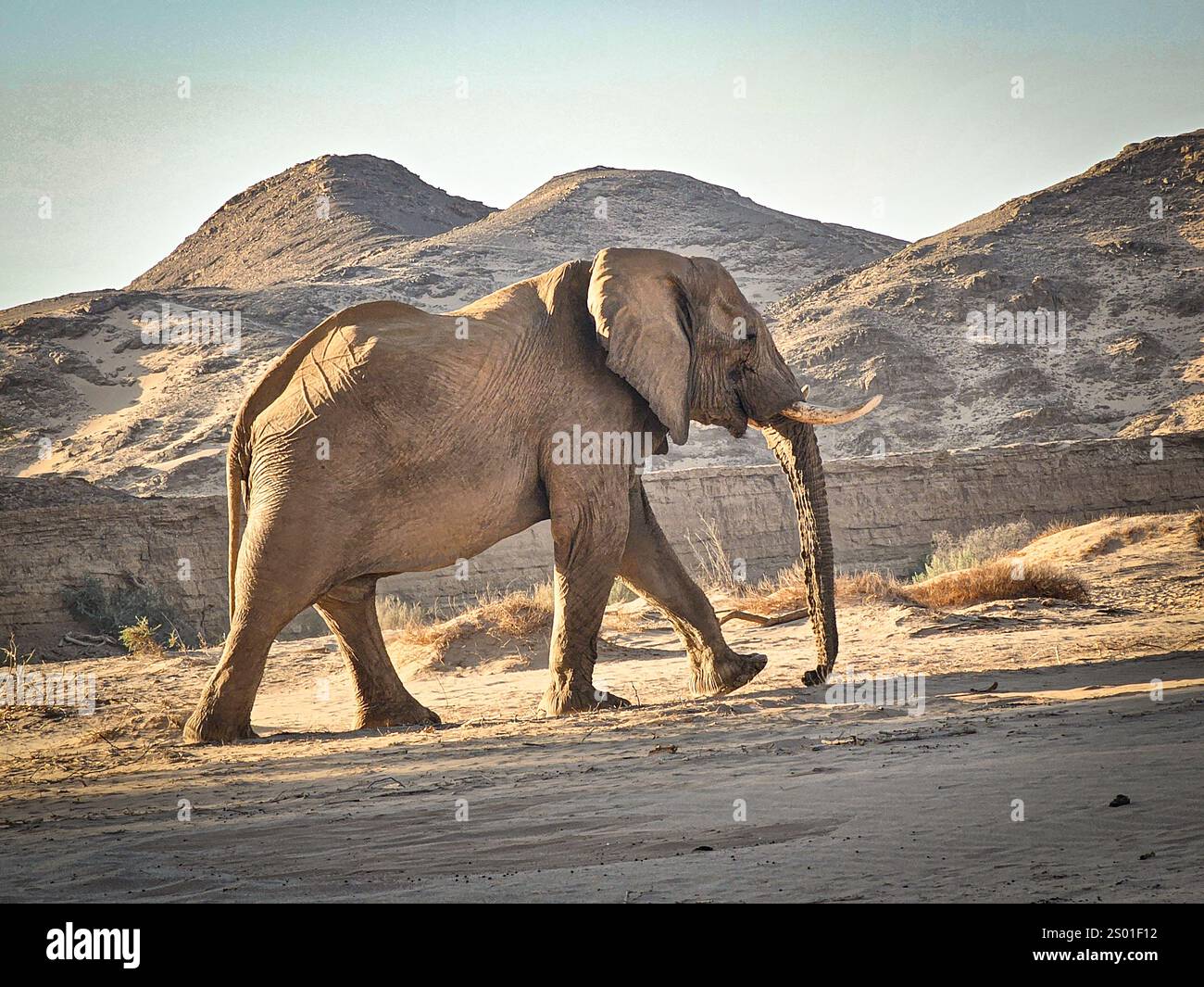 Desert-adapted elephant(s) of the Namib Desert in Namibia, Africa Stock ...