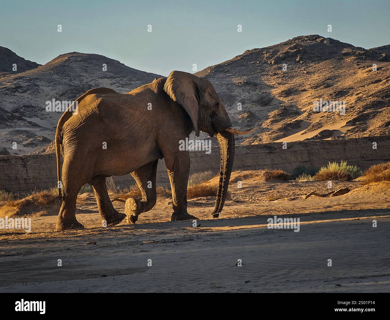 Desert-adapted elephant(s) of the Namib Desert in Namibia, Africa Stock ...