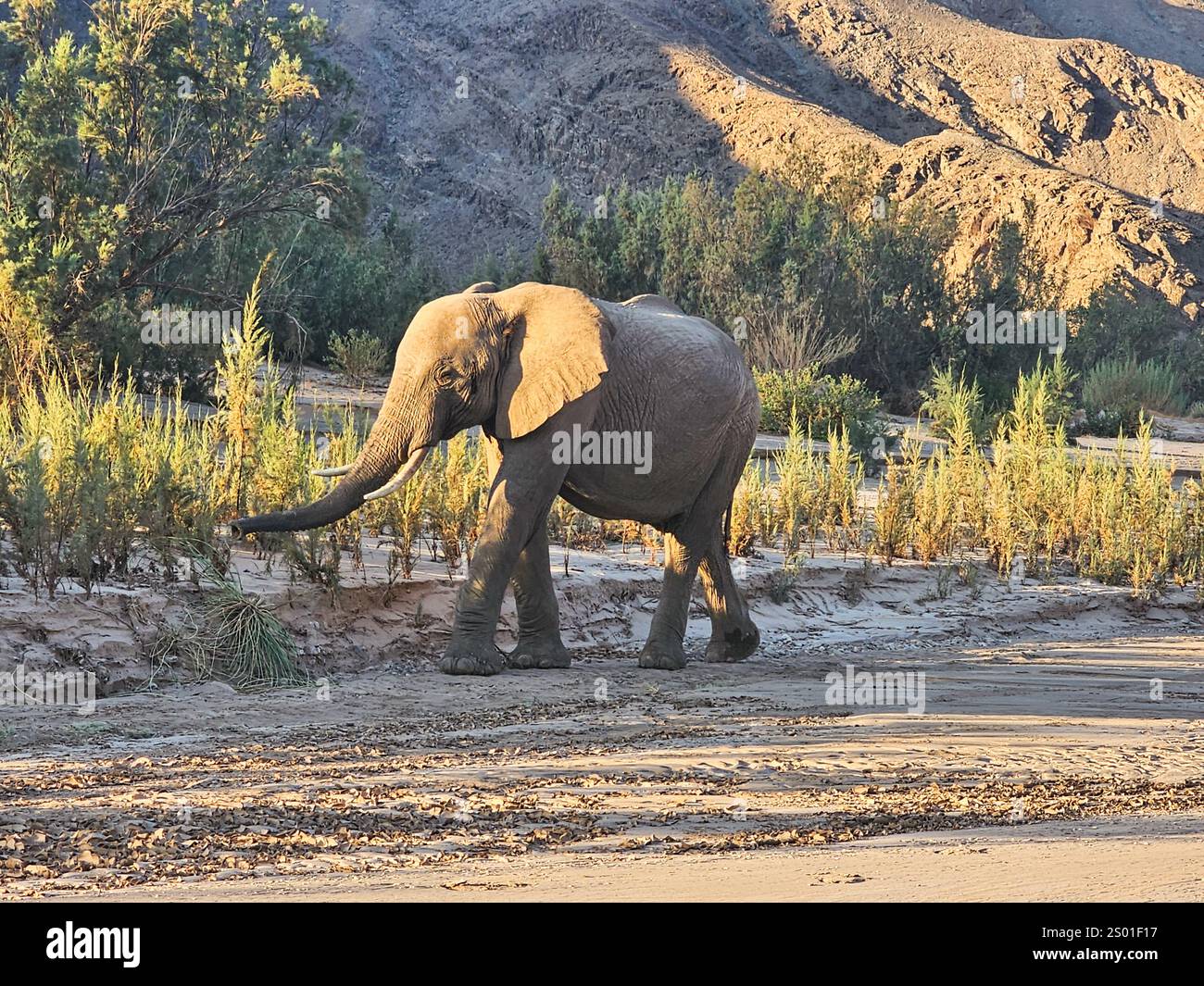 Desert-adapted elephant(s) of the Namib Desert in Namibia, Africa Stock ...