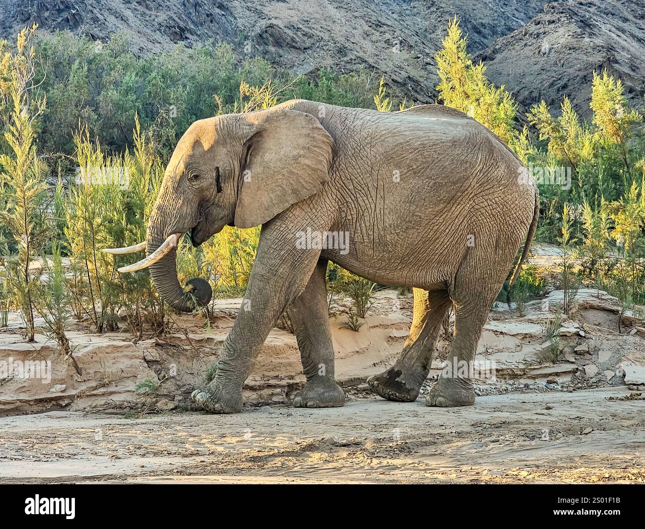 Desert-adapted elephant(s) of the Namib Desert in Namibia, Africa Stock ...