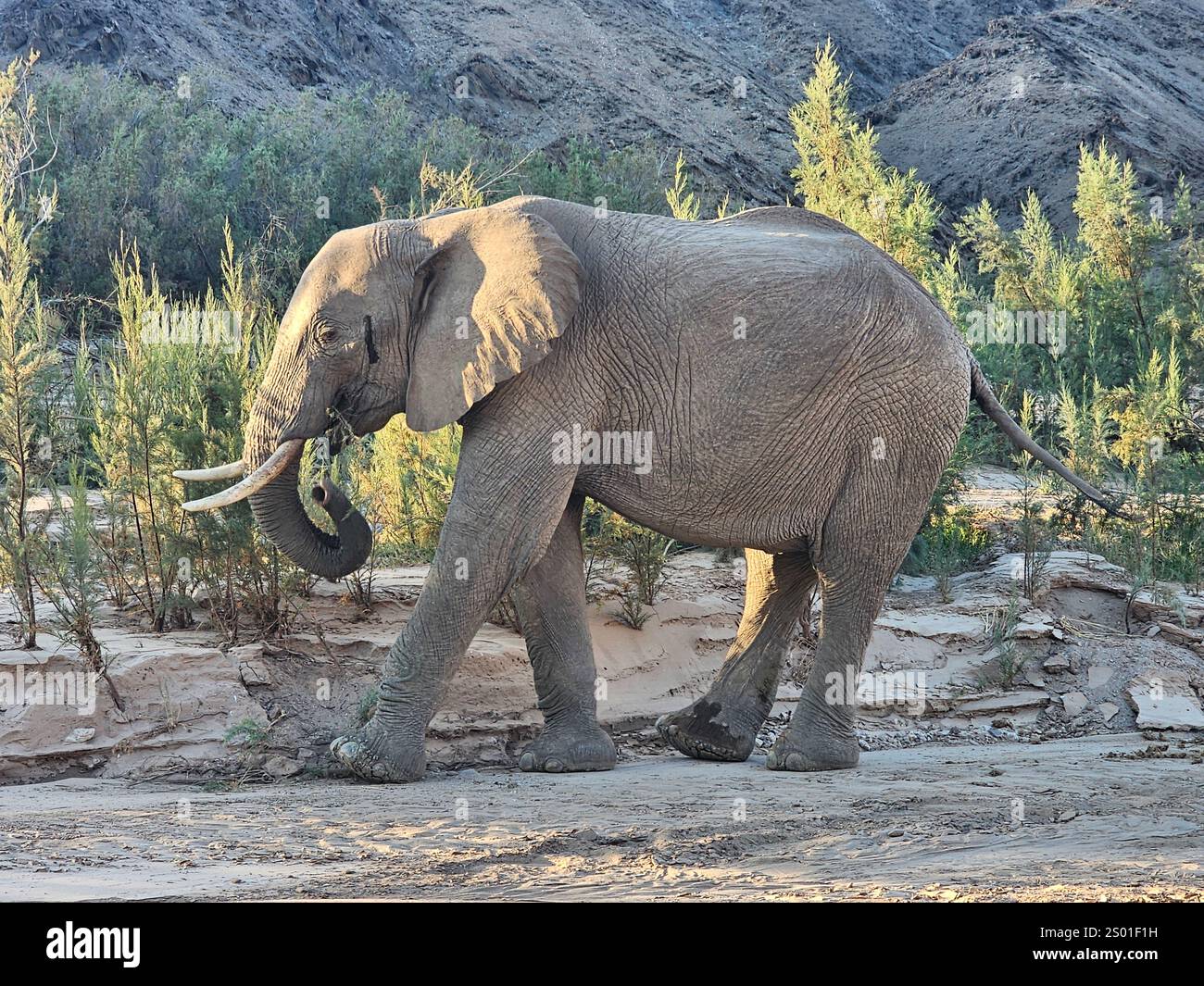 Desert-adapted elephant(s) of the Namib Desert in Namibia, Africa Stock ...