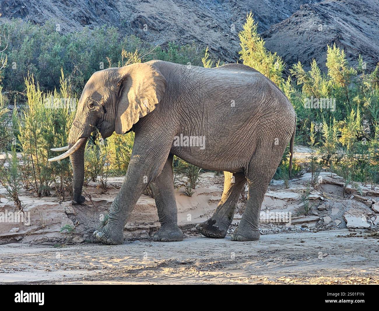 Desert-adapted elephant(s) of the Namib Desert in Namibia, Africa Stock ...