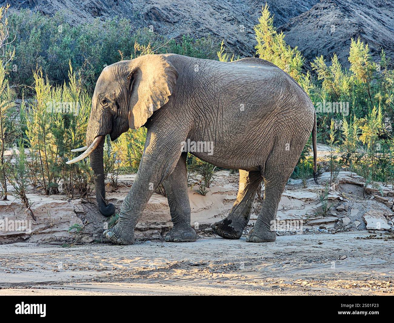 Desert-adapted elephant(s) of the Namib Desert in Namibia, Africa Stock ...