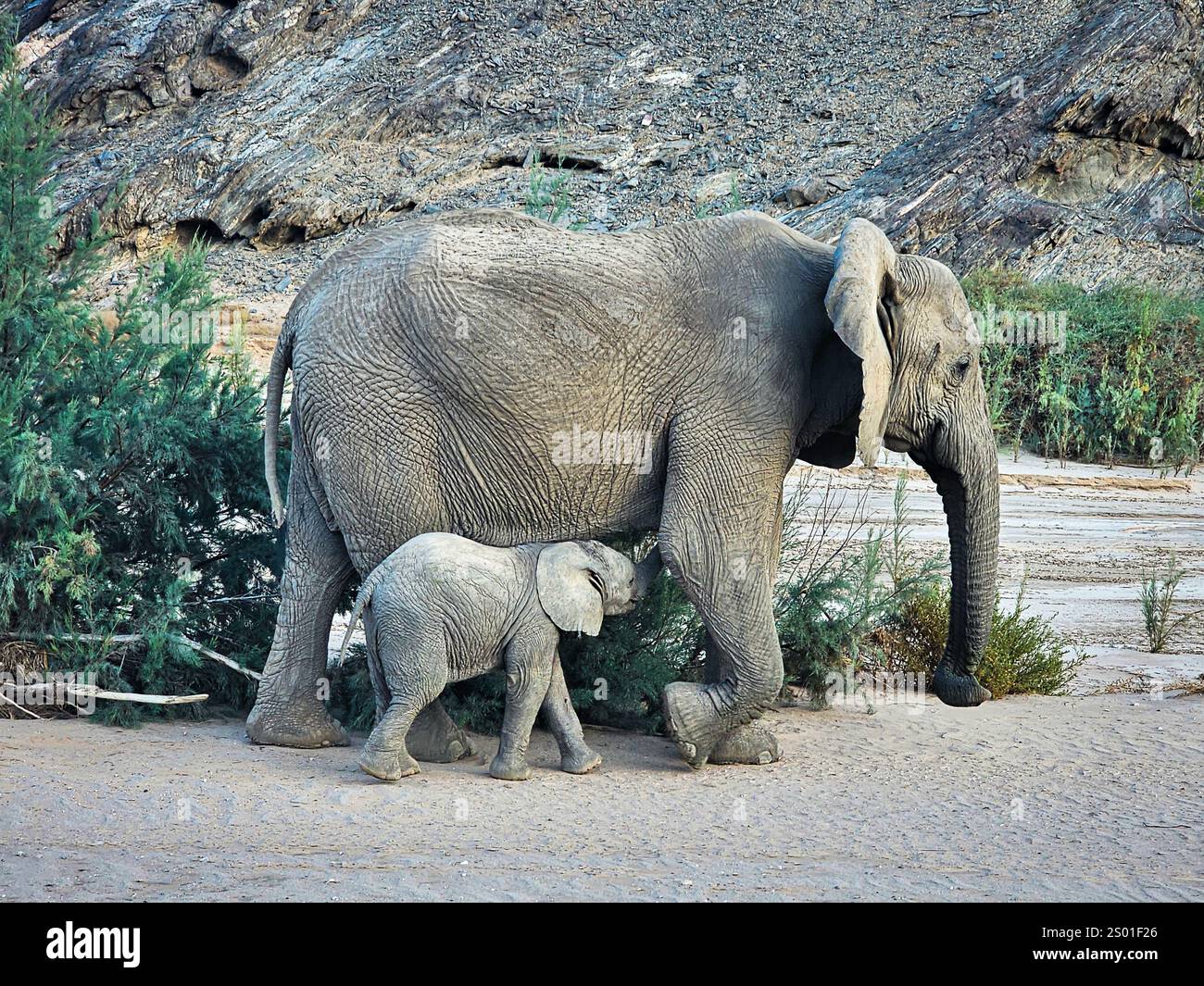Desert-adapted elephant(s) of the Namib Desert in Namibia, Africa Stock ...