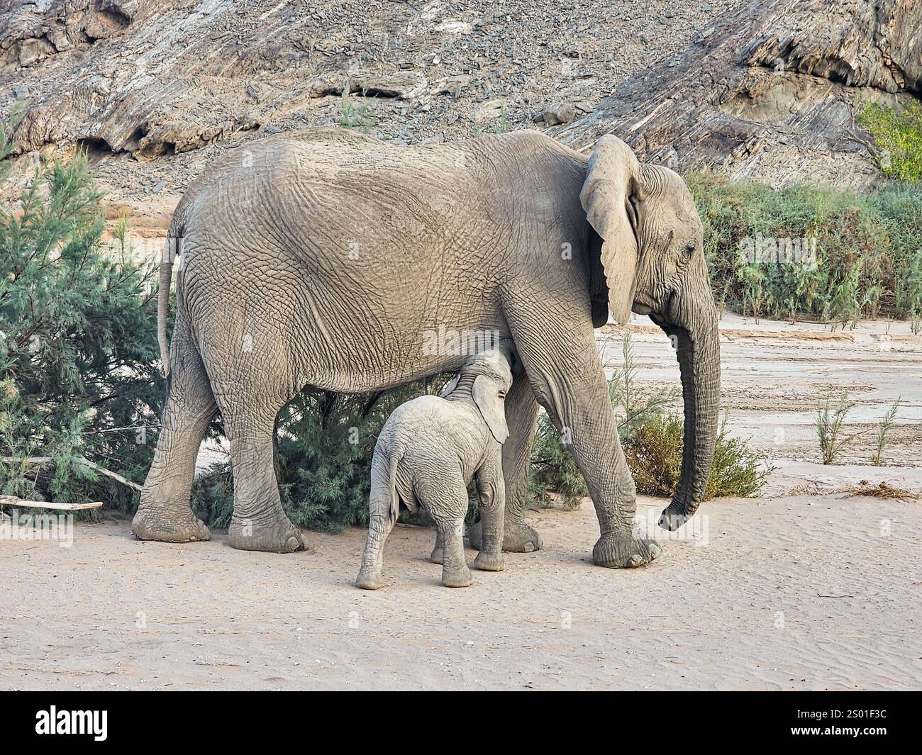 Desert-adapted elephant(s) of the Namib Desert in Namibia, Africa Stock ...