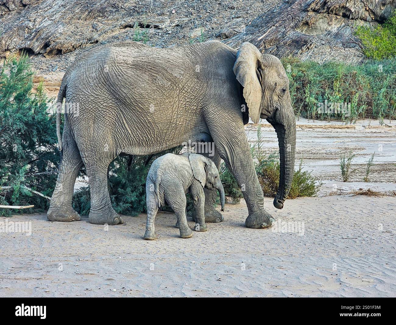 Desert-adapted elephant(s) of the Namib Desert in Namibia, Africa Stock ...