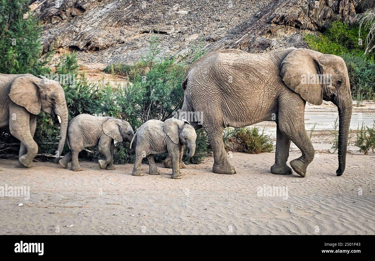Desert-adapted elephant(s) of the Namib Desert in Namibia, Africa Stock ...