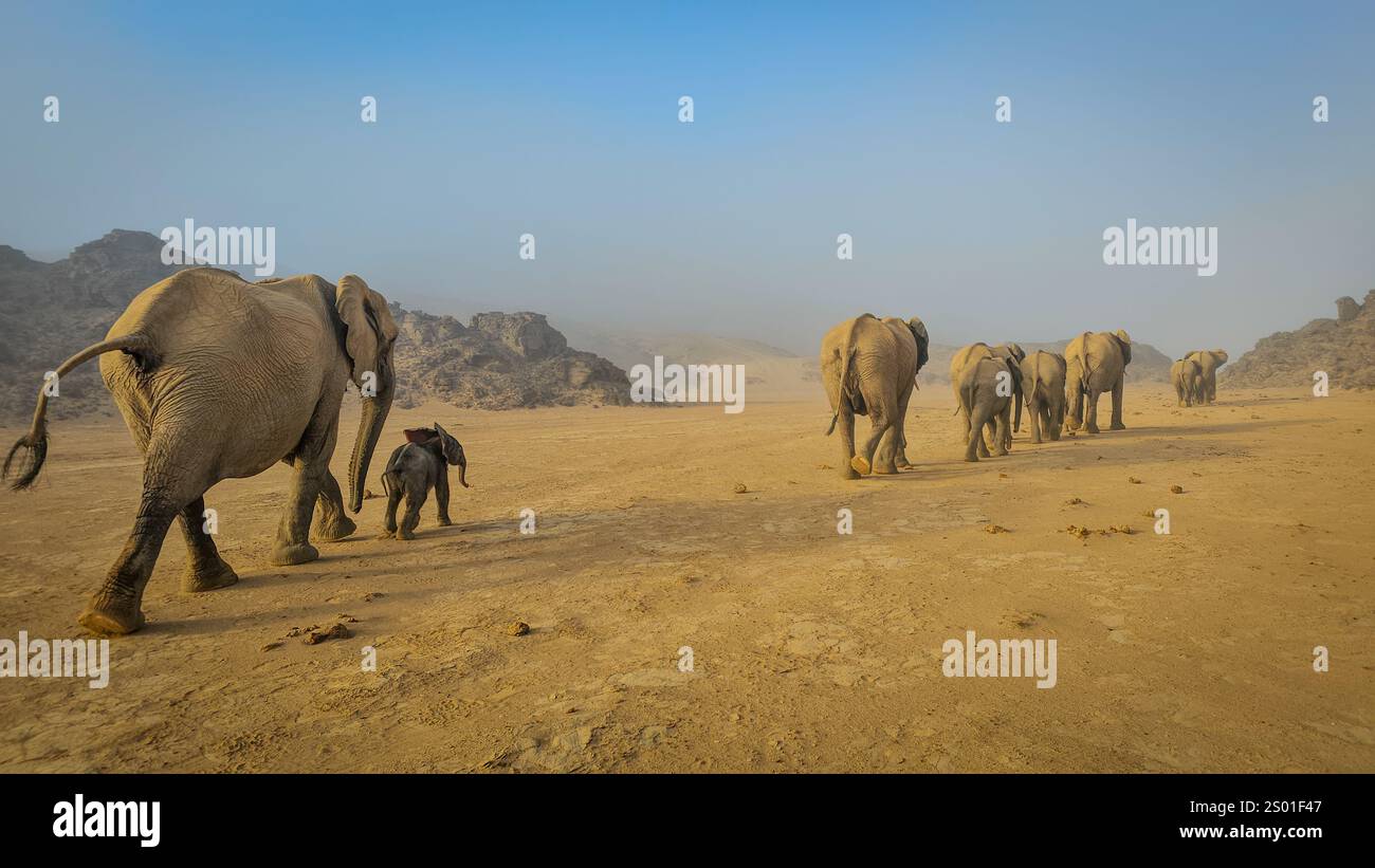 Desert-adapted elephant(s) of the Namib Desert in Namibia, Africa Stock ...