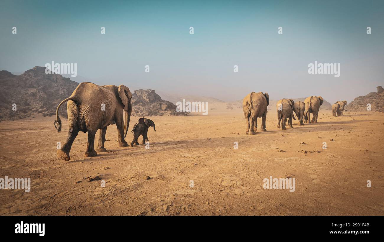 Desert-adapted elephant(s) of the Namib Desert in Namibia, Africa Stock ...
