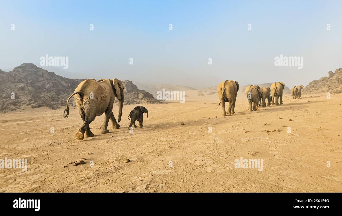 Desert-adapted elephant(s) of the Namib Desert in Namibia, Africa Stock ...