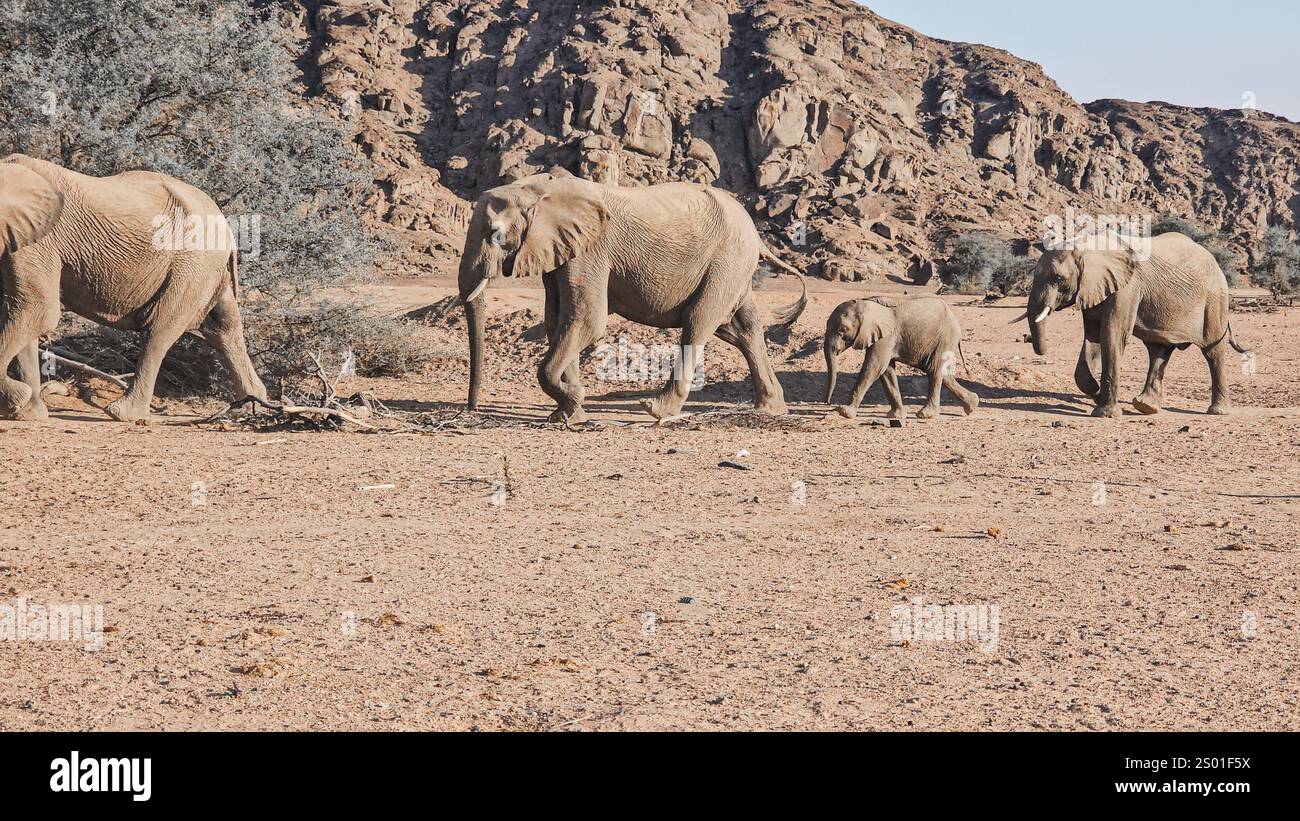 Desert-adapted elephant(s) of the Namib Desert in Namibia, Africa Stock ...