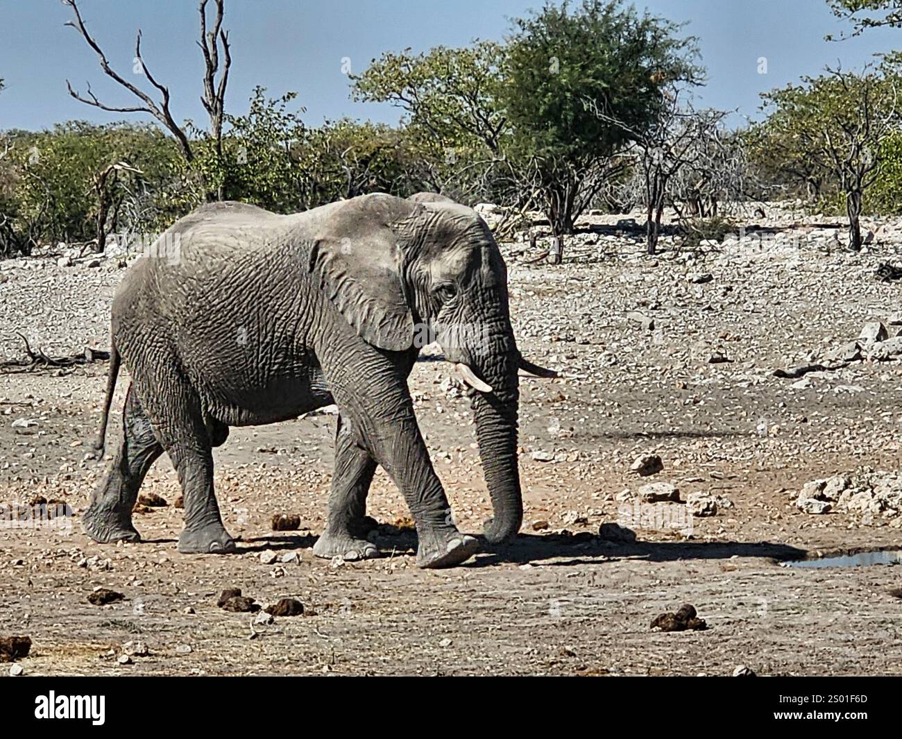 Desert-adapted elephant(s) of the Namib Desert in Namibia, Africa Stock ...