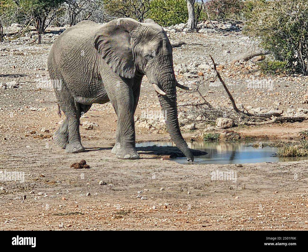 Desert-adapted elephant(s) of the Namib Desert in Namibia, Africa Stock ...