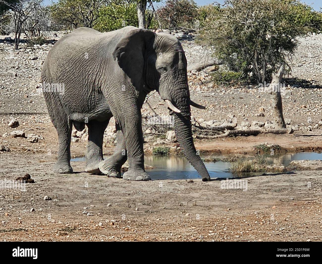 Desert-adapted elephant(s) of the Namib Desert in Namibia, Africa Stock ...
