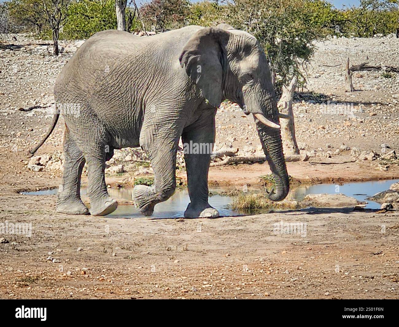 Desert-adapted elephant(s) of the Namib Desert in Namibia, Africa Stock ...