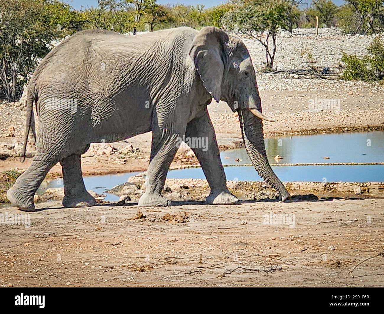 Desert-adapted elephant(s) of the Namib Desert in Namibia, Africa Stock ...