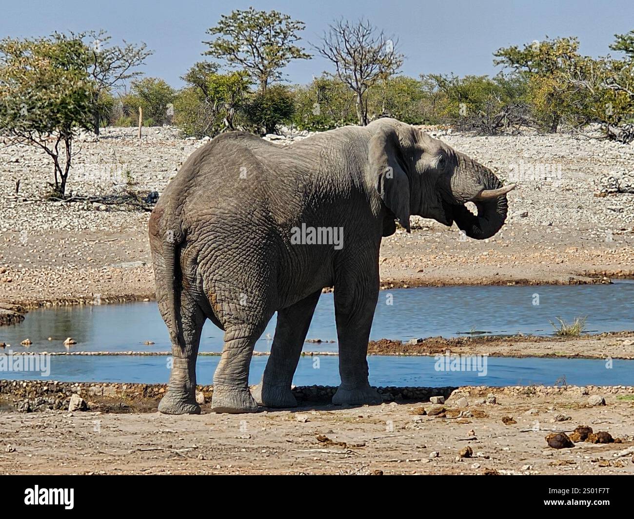 Desert-adapted elephant(s) of the Namib Desert in Namibia, Africa Stock ...