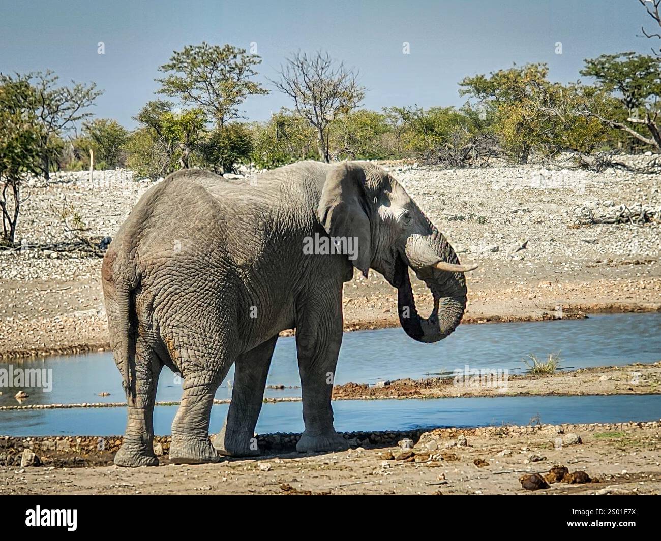 Desert-adapted elephant(s) of the Namib Desert in Namibia, Africa Stock ...