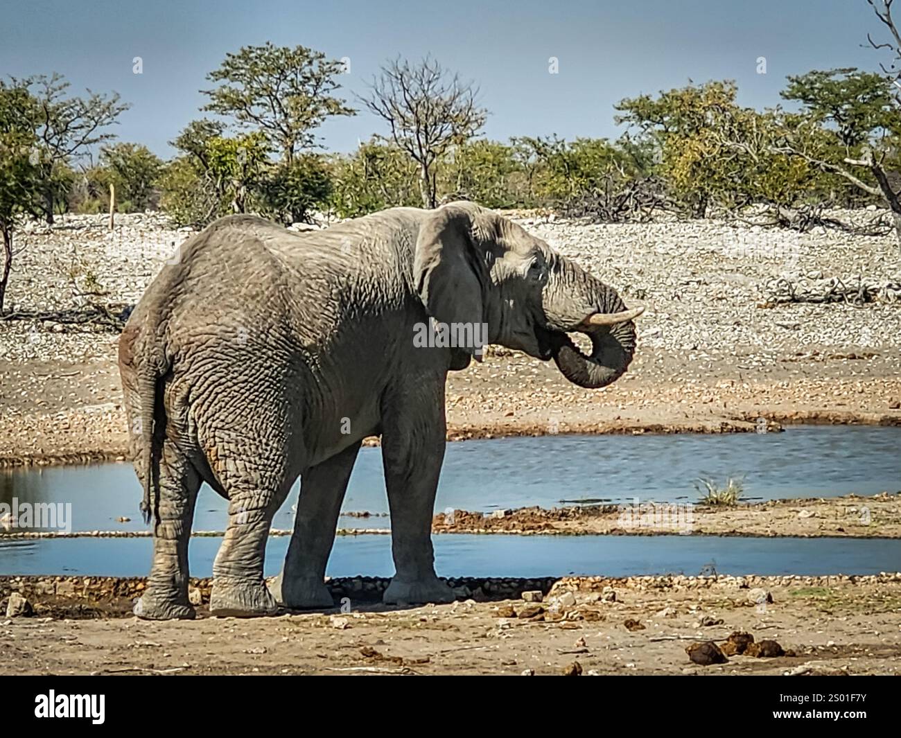 Desert-adapted elephant(s) of the Namib Desert in Namibia, Africa Stock ...