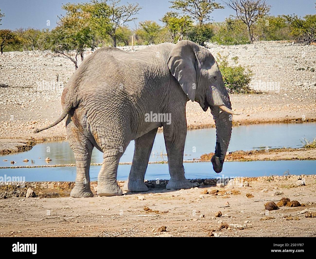 Desert-adapted elephant(s) of the Namib Desert in Namibia, Africa Stock ...
