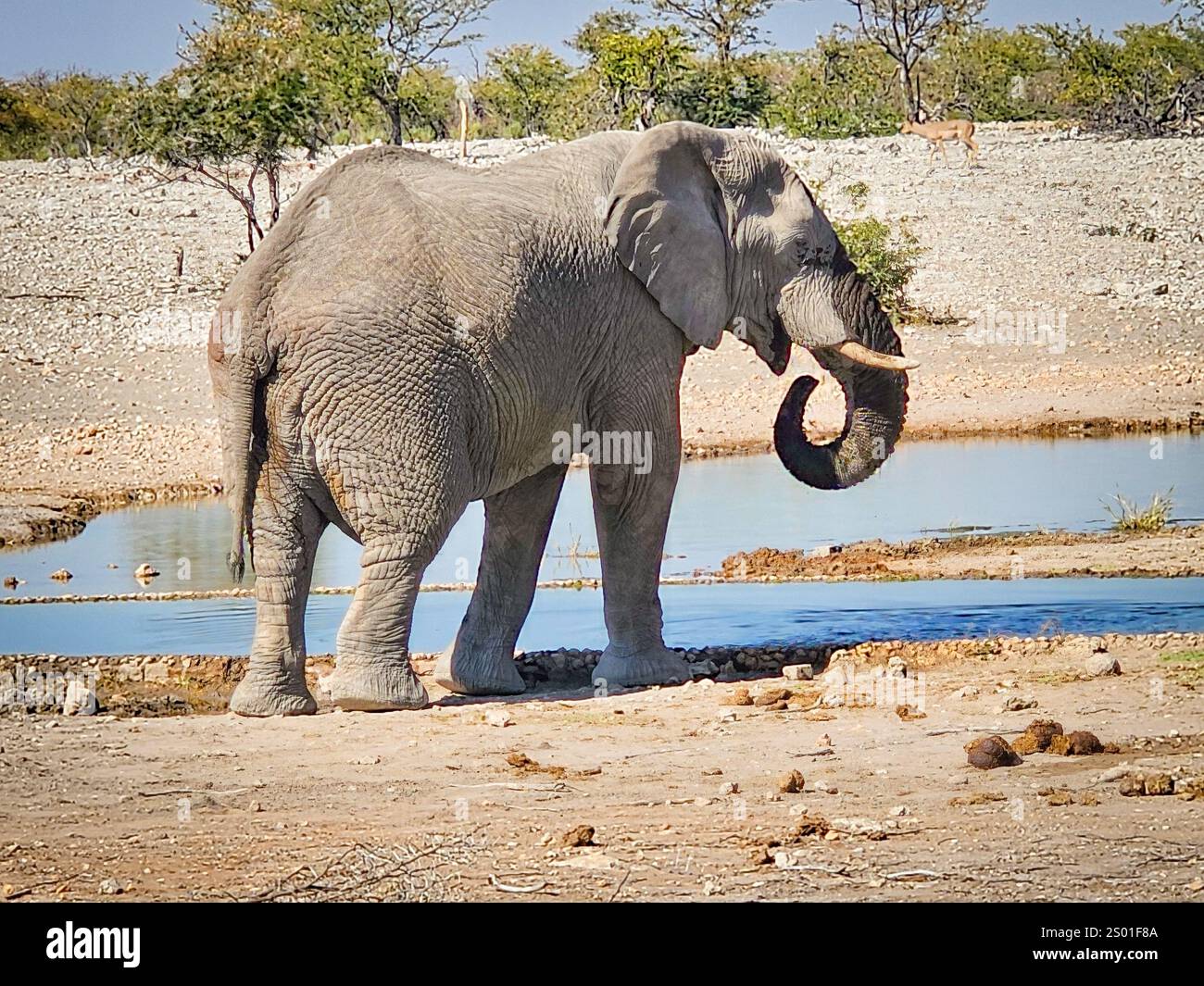 Desert-adapted elephant(s) of the Namib Desert in Namibia, Africa Stock ...