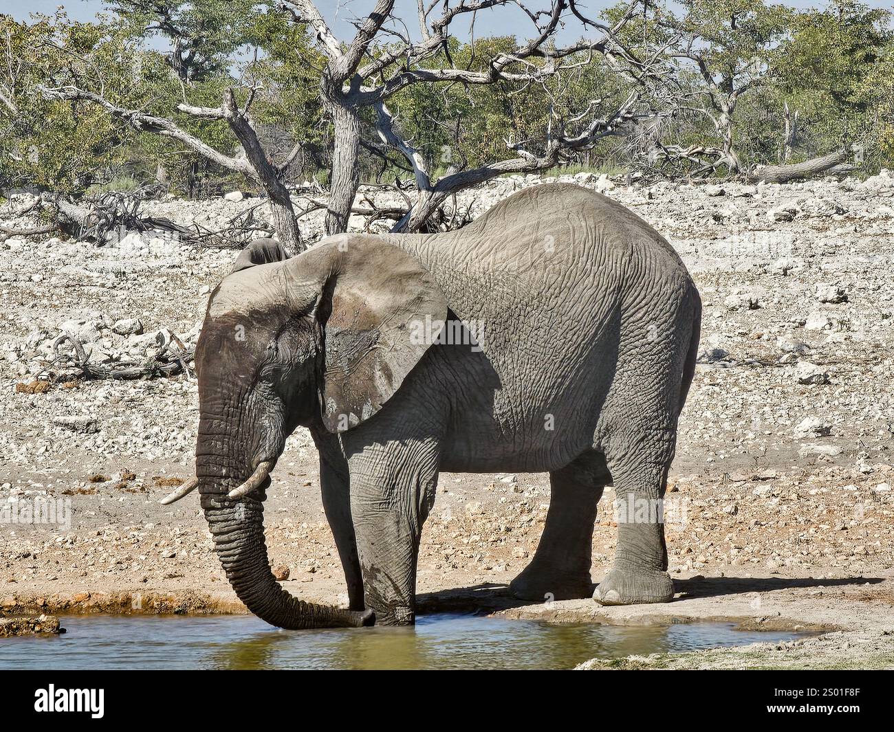 Desert-adapted elephant(s) of the Namib Desert in Namibia, Africa Stock ...
