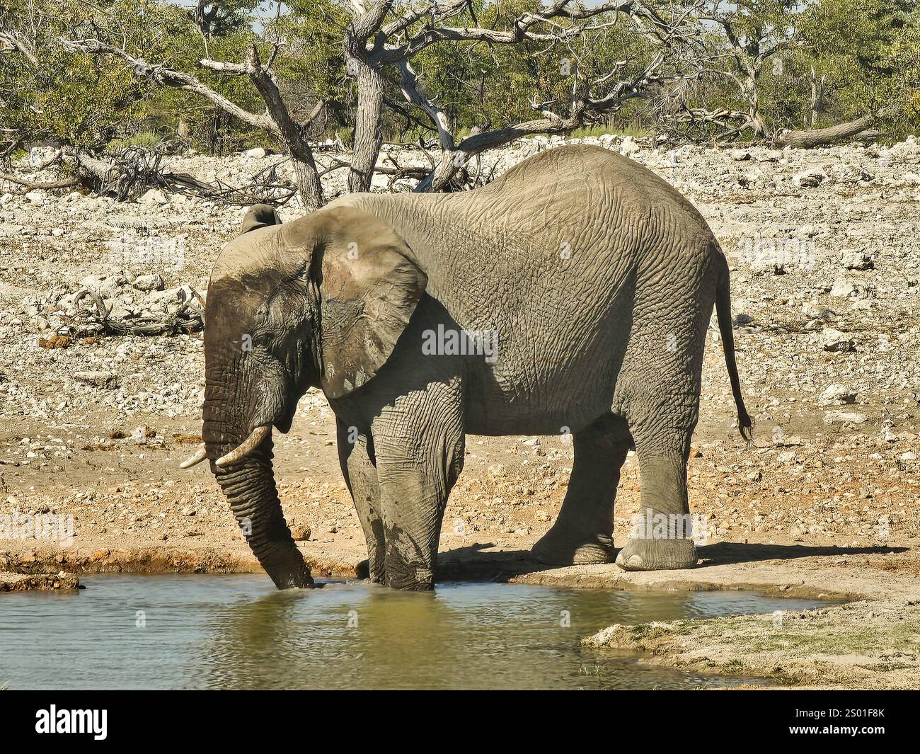 Desert-adapted elephant(s) of the Namib Desert in Namibia, Africa Stock ...